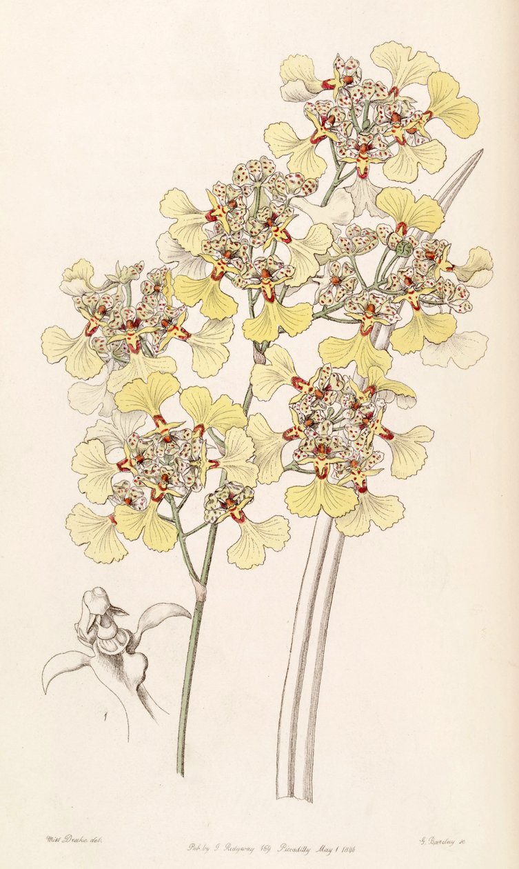 Illustration of Trichocentrum lacerum (as syn. Oncidium lacerum)